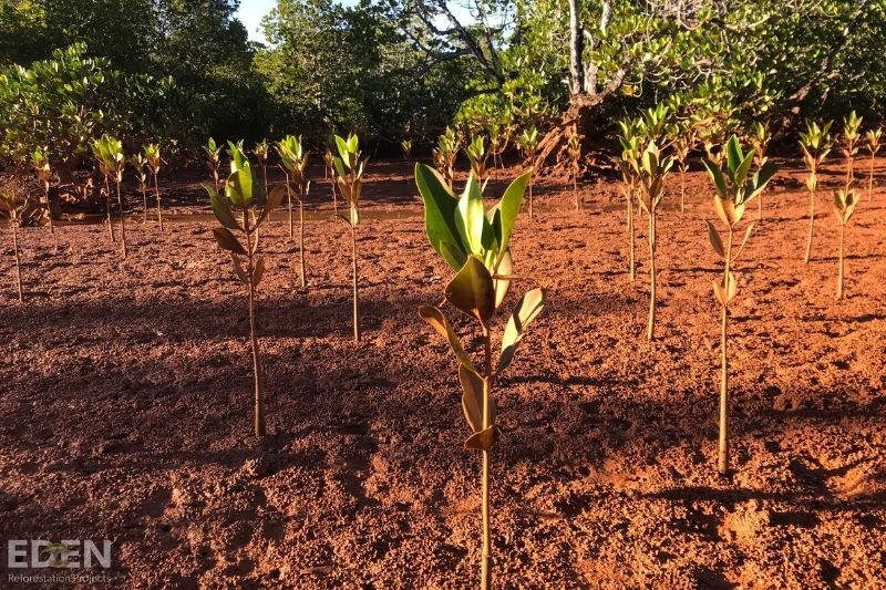 Pledges: Tree Planting | Healthy Supplies